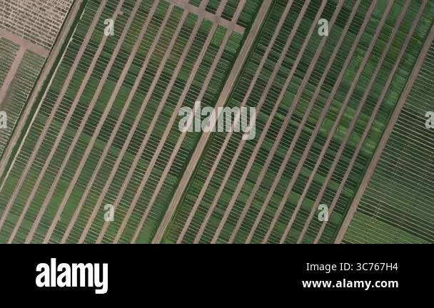 Field of Ukraine, cultivation of crops, young sprouts , food, Aerial ...