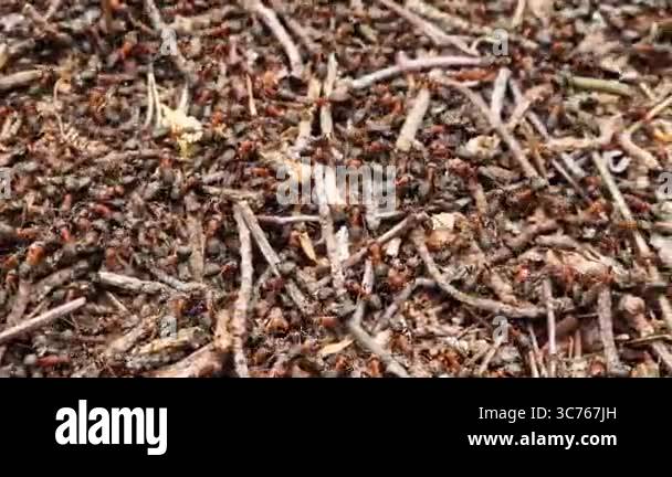 Life of ants in the wild. Anthill. Ants close-up. Ants actively ...