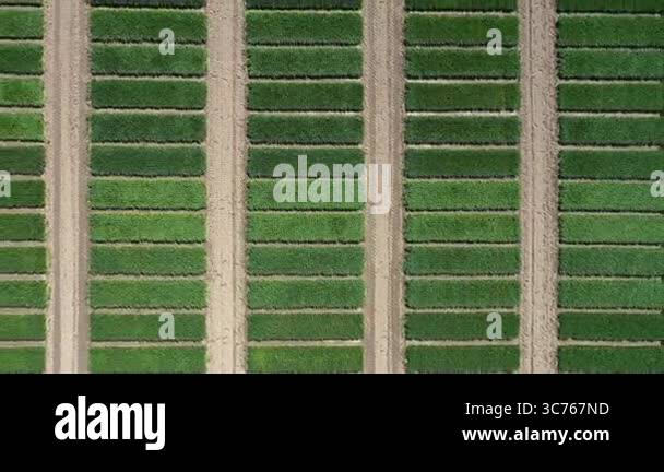 Field of Ukraine, cultivation of crops, young sprouts , food, Aerial ...