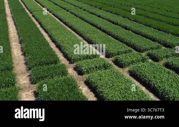Field of Ukraine, cultivation of crops, young sprouts , food, Aerial ...