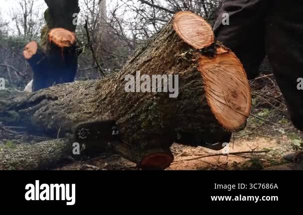 Man chainsaw felling trees Stock Videos & Footage - HD and 4K Video ...