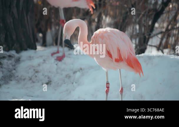 Pink flamingo cleaning feather, surrounded by snow in the zoo. Slow ...