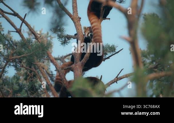 Group of red pandas resting on a pine tree in the woods. Slow motion ...