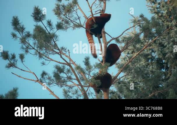 Three red pandas sitting on a pine tree against blue sky background ...