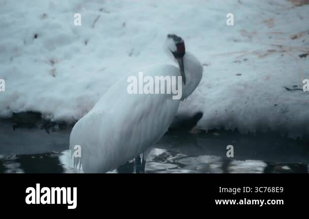Whooping crane bird cleaning its feather while standing in the pond in ...