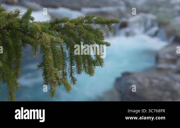 Blue water waterfall flowing with pine tree branch in the foreground ...
