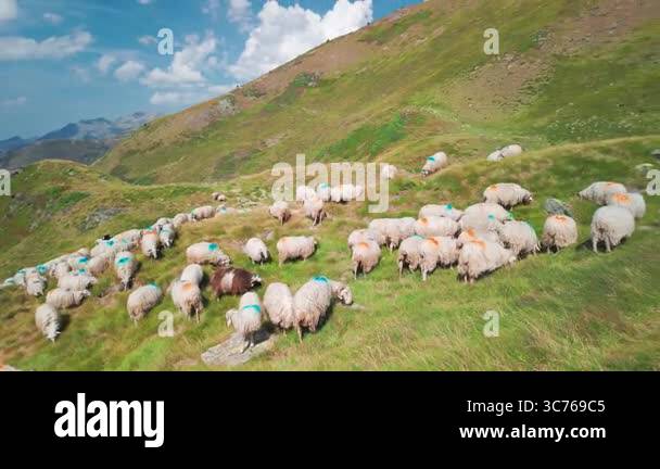 A big flock of sheep grazing on green grass in the Pyrenees mountains ...