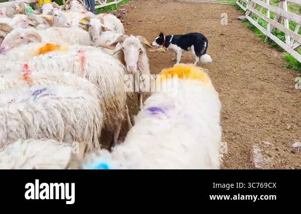 Sheep farm in the Pyrenees mountains, France, an area famous for its ...