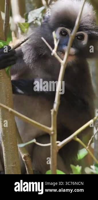 dusky leaf monkeys filmed in langkawi island, malaysia in vertical Stock Video Footage - Alamy