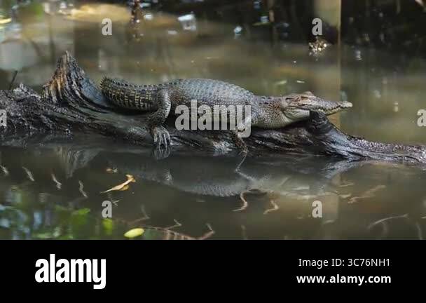 crocodile lay down on log in murky water surrounded by reflection and ...