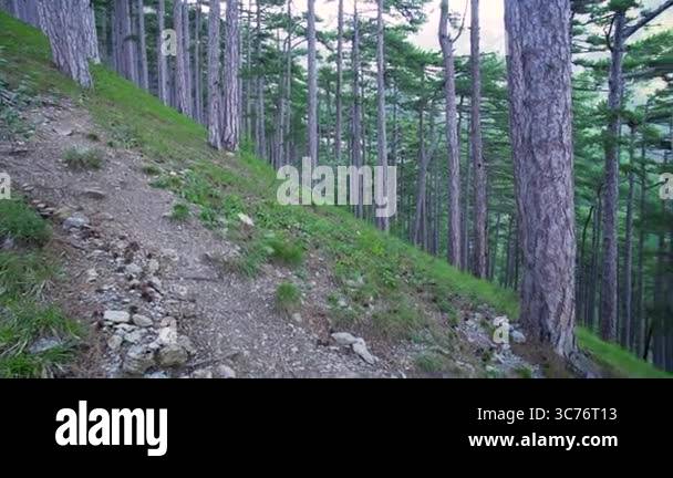 Steep mountainside with a path, forest with pine trees, breathtaking ...