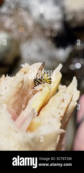 Close-up of bee cutting a piece of ham from a ham and cheese sandwich ...