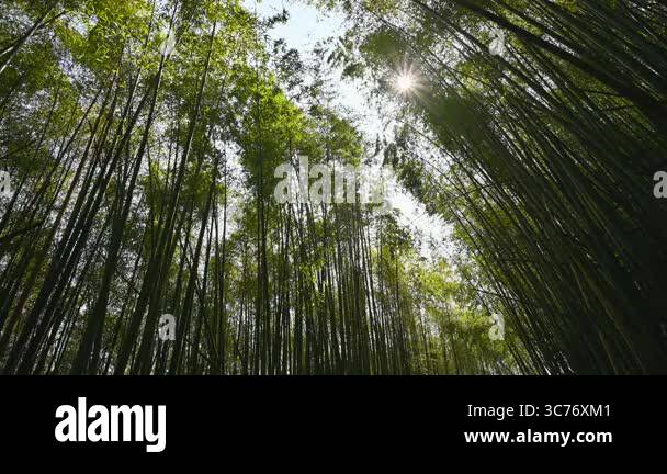 Captures the tranquil beauty of a bamboo forest in Alishan, Taiwan ...