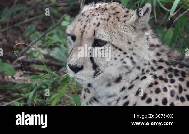 amazing cheetah south africa Stock Video Footage - Alamy