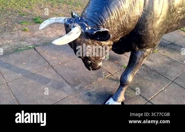 Bull zoo Stock Videos & Footage - HD and 4K Video Clips - Alamy