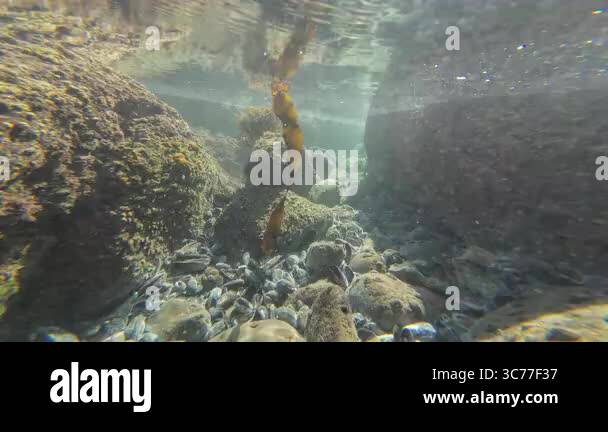 Underwater Ocean Hot Springs in Palos Verdes California USA Stock Video ...