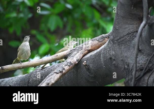 Bird (Streak-eared bulbul, Pycnonotus blanfordi) brown color perched on ...