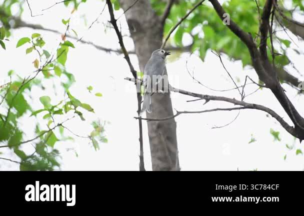 Bird (Ashy Drongo, Dicrurus leucophaeus) adult ashy drongo is mainly ...