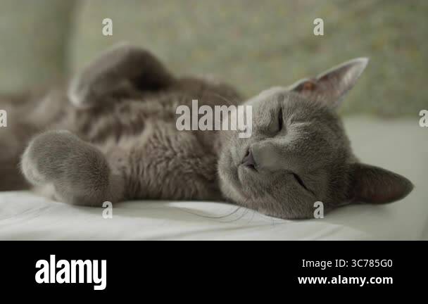 Close-up of a grey cat sleeping on its back, looking relaxed and ...
