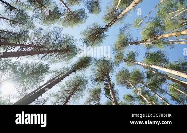 Camera rotates directly below thin and tall pine trees on a sunny day ...