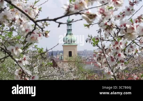 Czech Republic, Prague April 2 2025. Beautiful spring day with pink ...