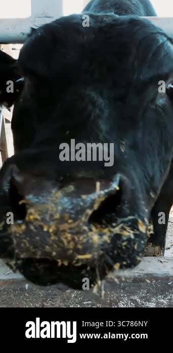 Young bull looking at the camera, chews hay. Row of cows, big black ...