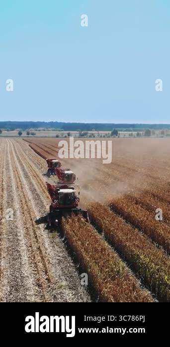 Three big red combine harvester machines harvesting corn field in early ...