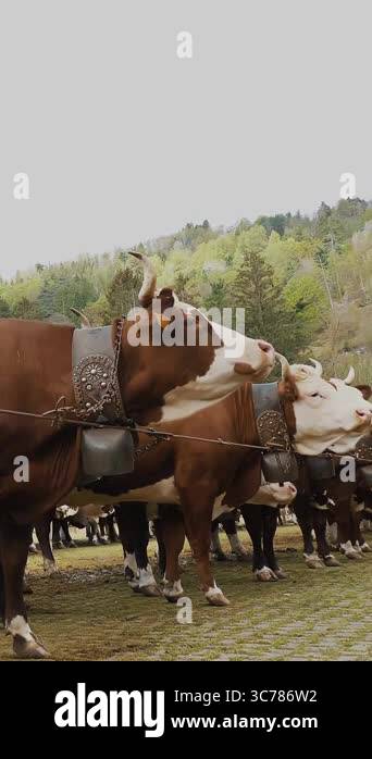Alpine cows. farming. breeding alpine cows. Well-fed, well-groomed ...