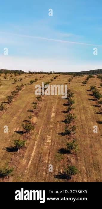 Farm, fields of walnut plantations. rows of healthy walnut trees in a ...