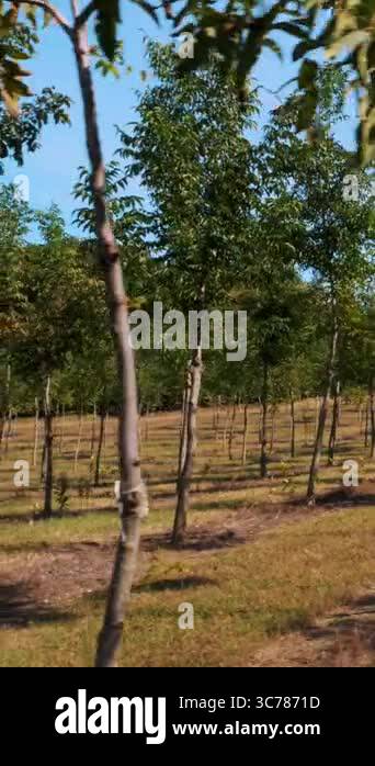 Fields, plantations of Forester's unique hybrid nut, designed to ...