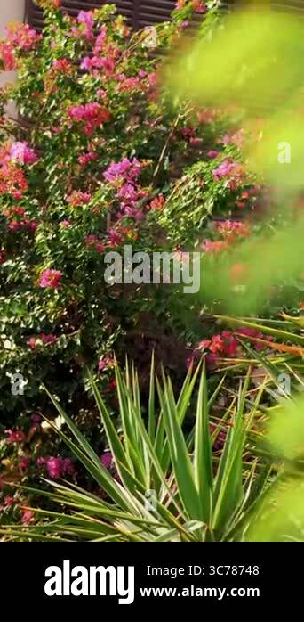 Bougainvillea flowers, bush with beautiful pink flowers, bright juicy ...