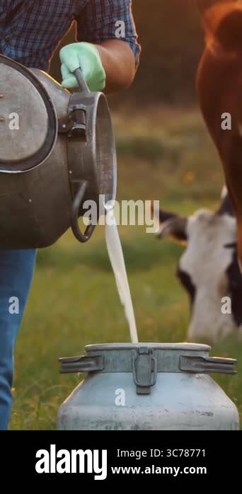 Cow milk fresh. close-up. Farmer is pouring fresh milk into can on ...