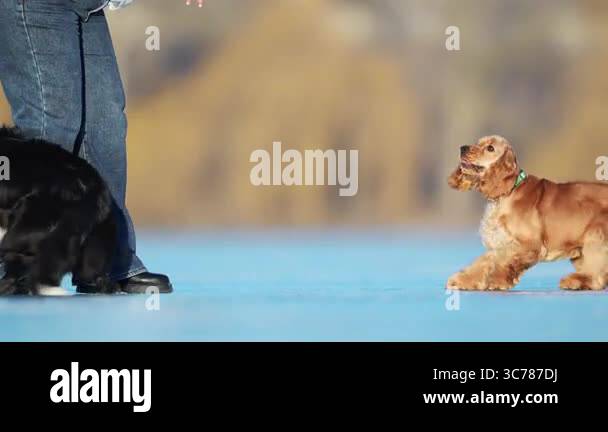 Happy Spaniel and Border Collie sprint and play on frozen lake, full of ...