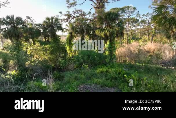 Tropical rainforest ecosystem. Florida jungles with green palm trees ...