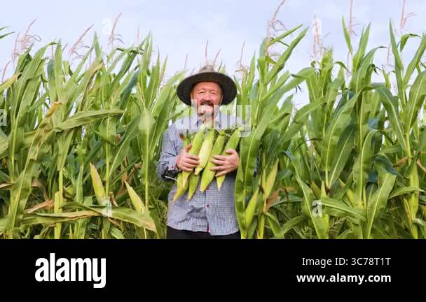 An experienced farmer stands amidst tall green corn stalks, smiling ...
