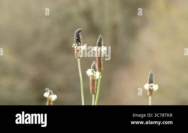 Plantain inflorescence in bloom Stock Videos & Footage - HD and 4K ...