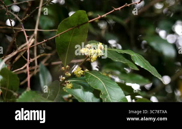 Branch of blooming laurel tree with yellow flowers and succulent green ...