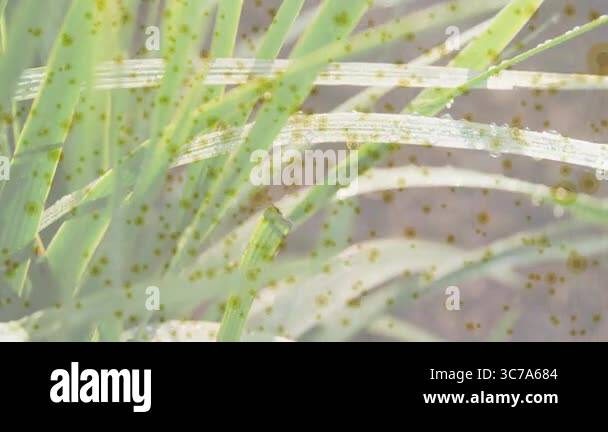 Green leaves with dewdrops overlaid with floating yellow particles ...