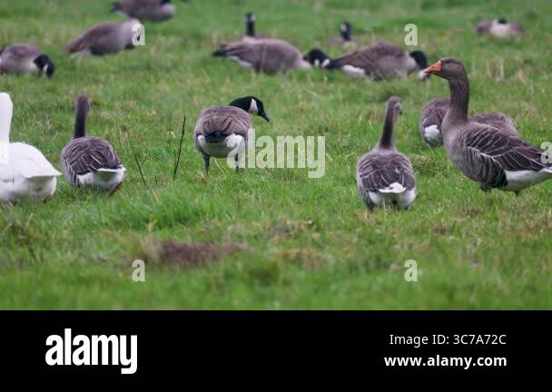 A white goose stands out among a group of greylag geese in a green ...