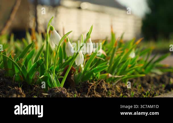 Detailed close up snowdrops Stock Videos & Footage - HD and 4K Video ...