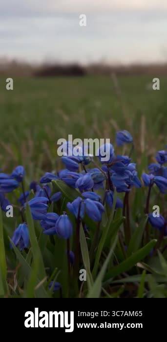 close up of blooming blue flowers in the garden Stock Video Footage - Alamy