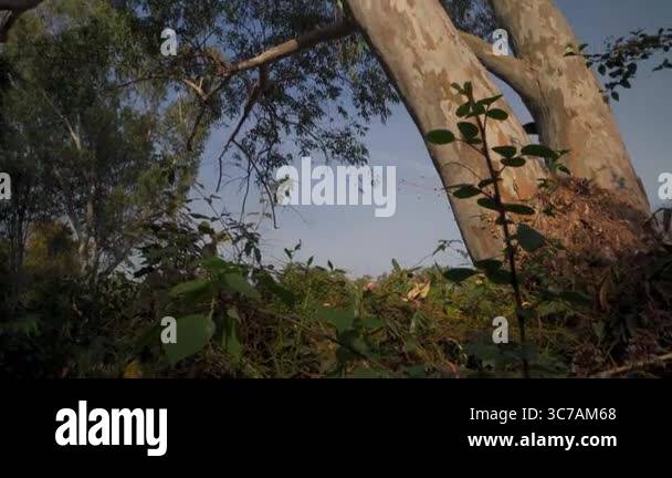 Large Eucalyptus tree (Eucalyptus spp.) growing sideways with a smooth ...