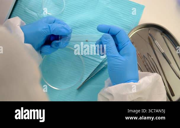 Tick in a test tube in the laboratory. Selective focus. Nature Stock ...