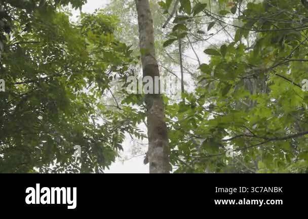wind blowing Tree with branches and green leaves. The wind sways the ...