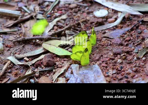 Tropical yellow butterflies butterfly insect insects on the ground and ...