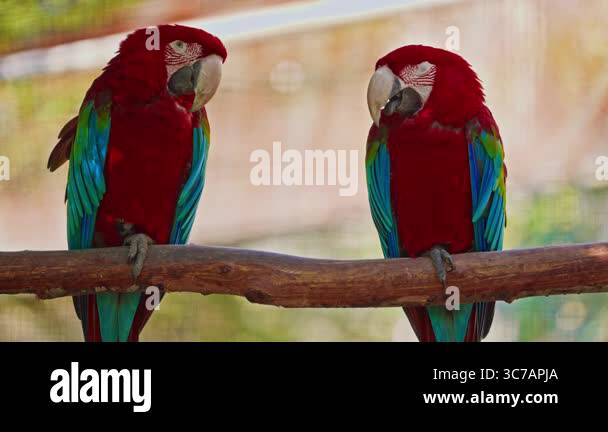 Mimic sounds Stock Videos & Footage - HD and 4K Video Clips - Alamy