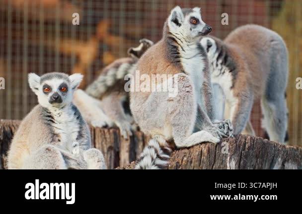 Family of lemurs living in captivity in a zoo. Preservation of rare ...