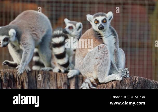 Family of lemurs living in captivity in a zoo. Preservation of rare ...