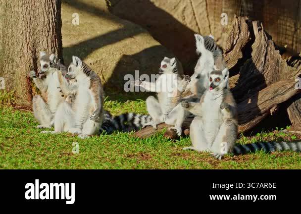 A group of lemurs basking in the sun on green grass Stock Video Footage ...