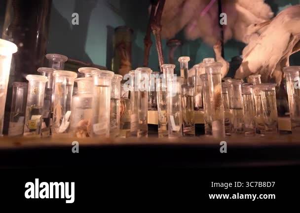 Jars with preserved animals in Coimbra University laboratories, UNESCO ...